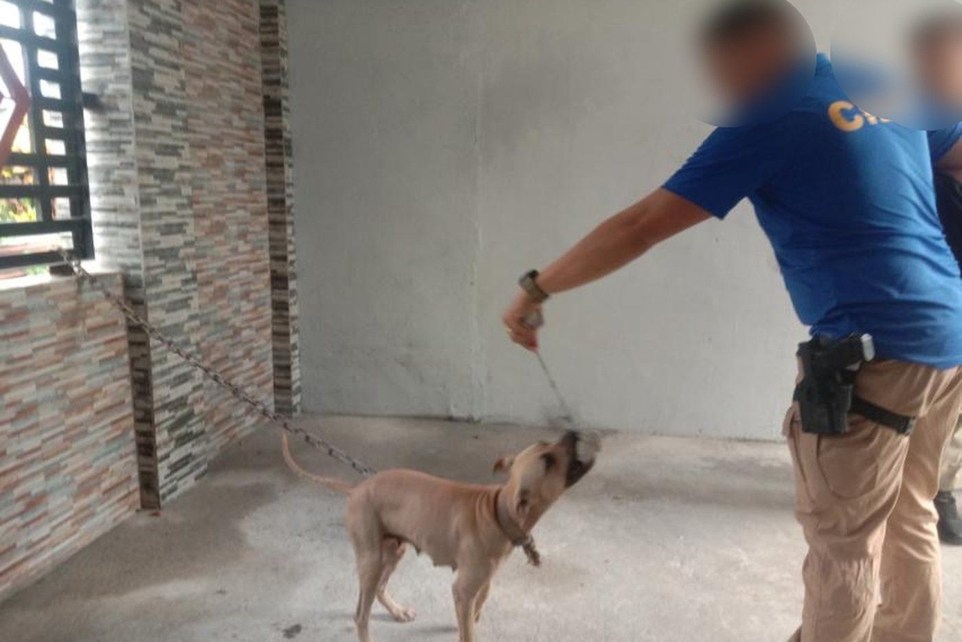Lalaki arestado dahil sa dog fighting sa La Paz, Tarlac | ABS-CBN News