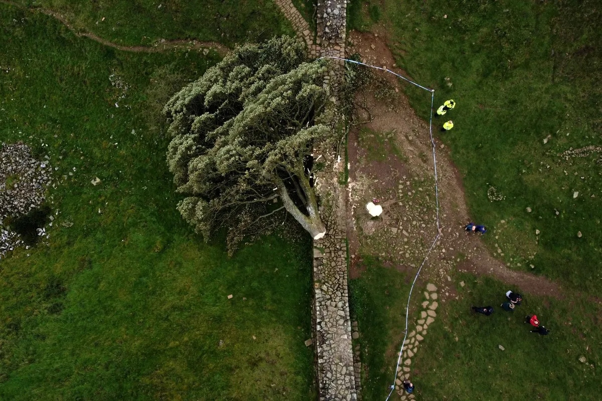 2 men who chopped down iconic tree jailed for more than 4 years | ABS ...