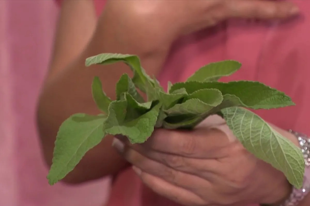 TV PATROL: Winning Diskarte vs ubo at sipon | ABS-CBN News