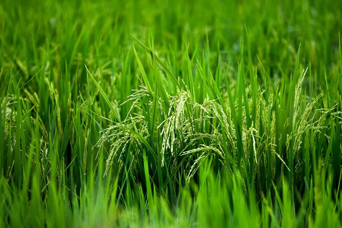 Nueva Ecija to buy fresh palay from farmers | ABS-CBN News