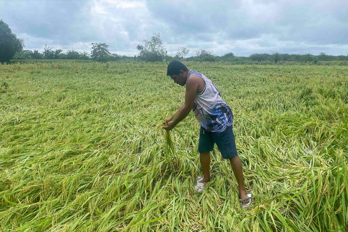 Crop damage due to weather hits P340 million; 23,000 farmers affected ...