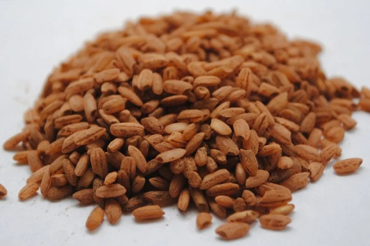 Adlai, brown rice: Which rice variety is good for diabetics? | ABS-CBN News