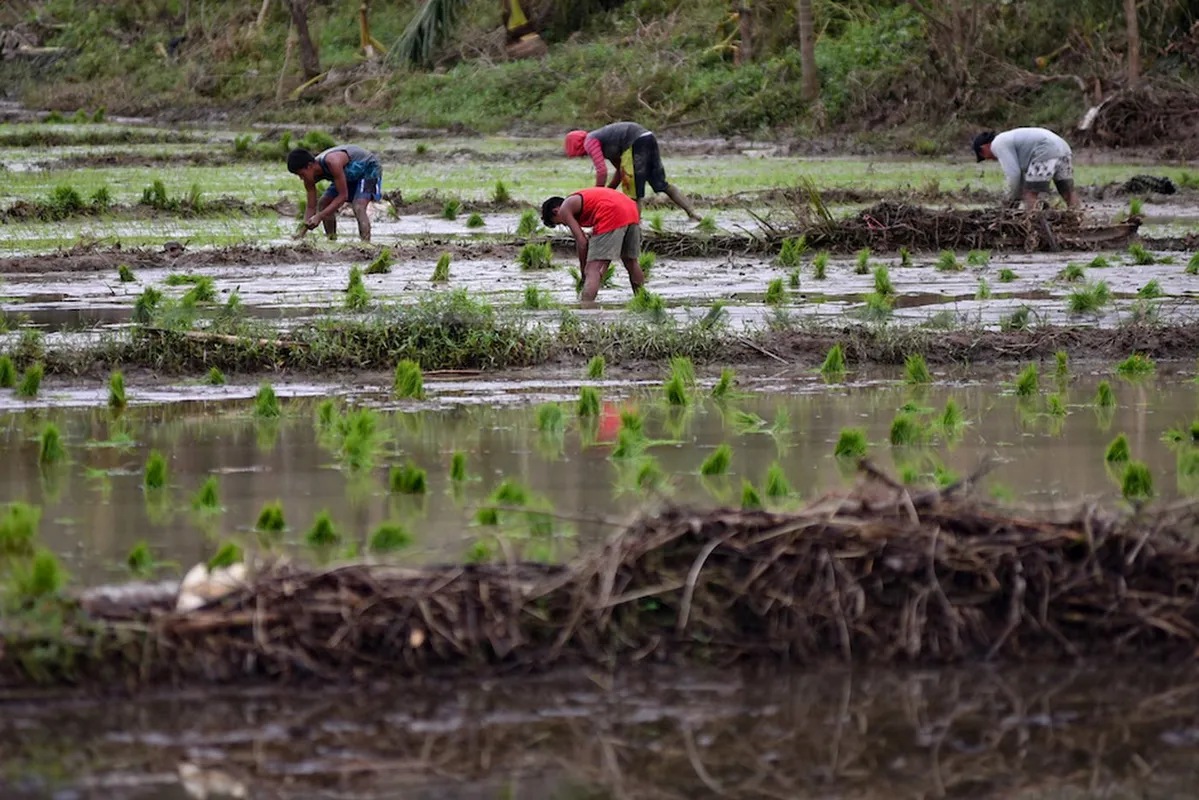Para hindi mabarat ang local farmers, NGO pabor sa pagtaas ng taripa sa ...
