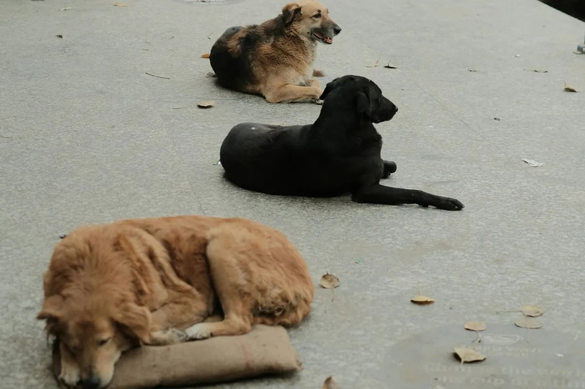 Dahil sa dami ng dog bites, libo-libong asong gala pinahuhuli sa Delhi ...