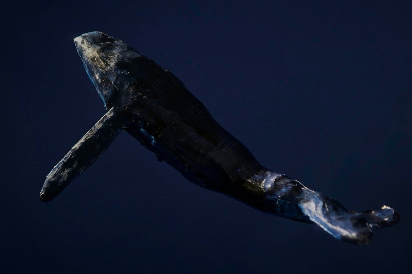 Scientists unearth 'cute' but fearsome ancient whale | ABS-CBN News