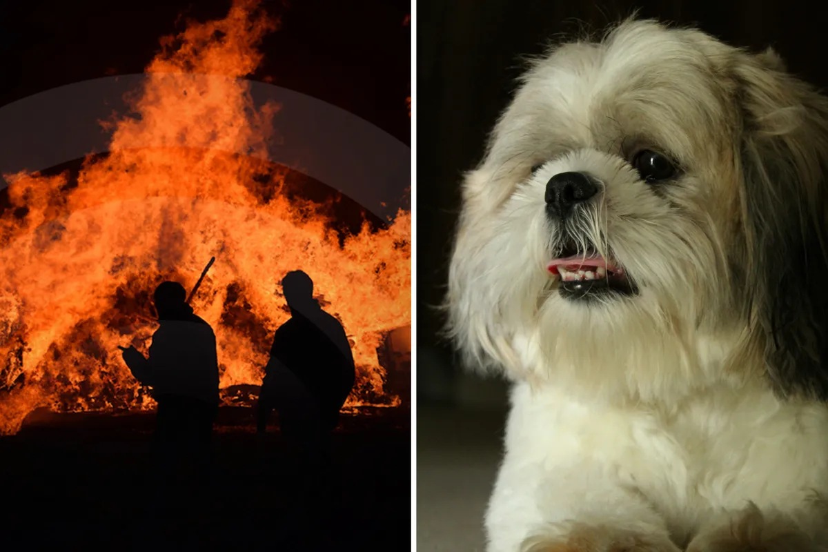 8 shih-tzu patay sa sunog sa Nueva Vizcaya; inang aso, nasawi matapos ...