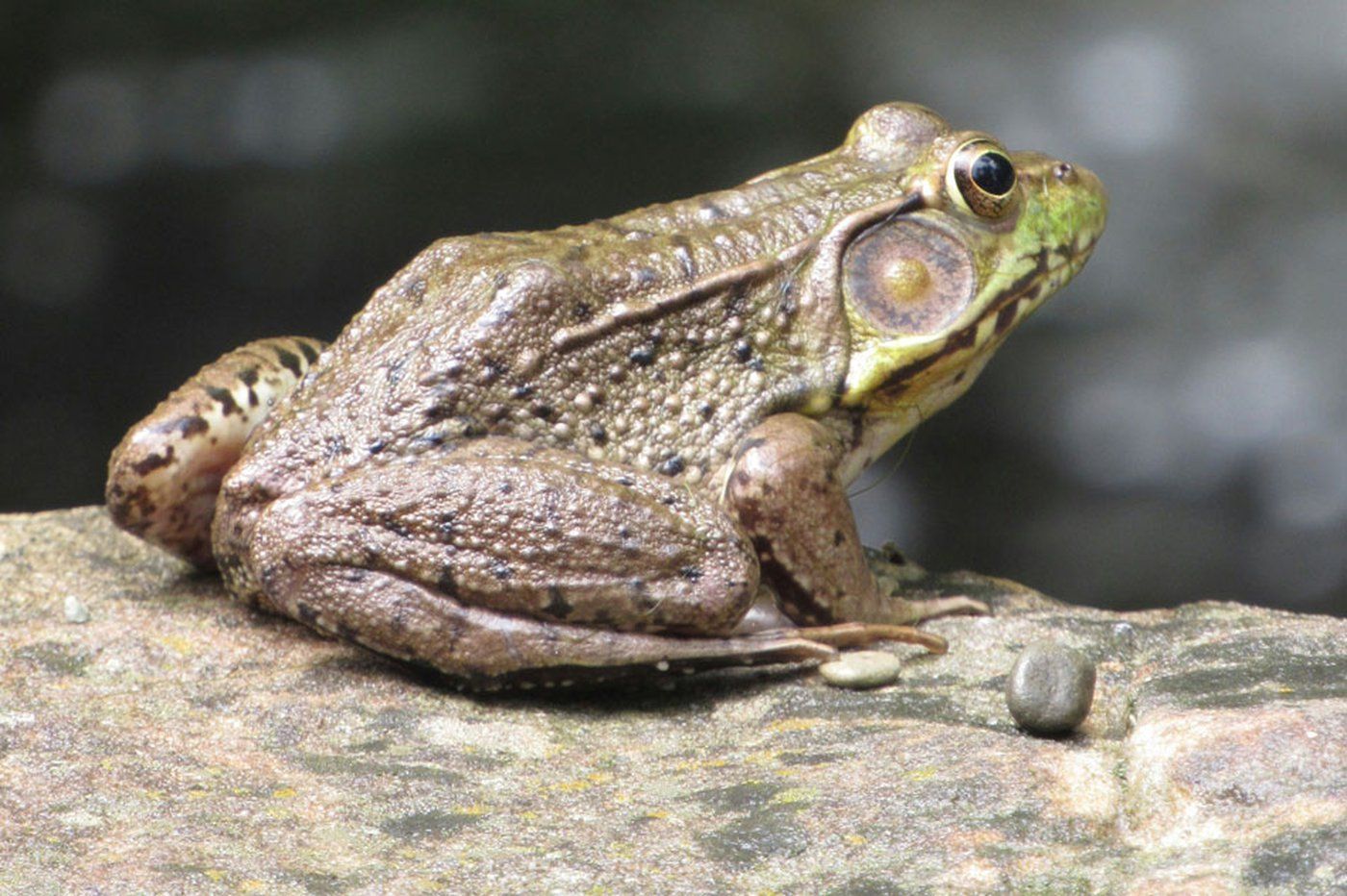 Kulugo nakukuha sa palaka? | ABS-CBN News