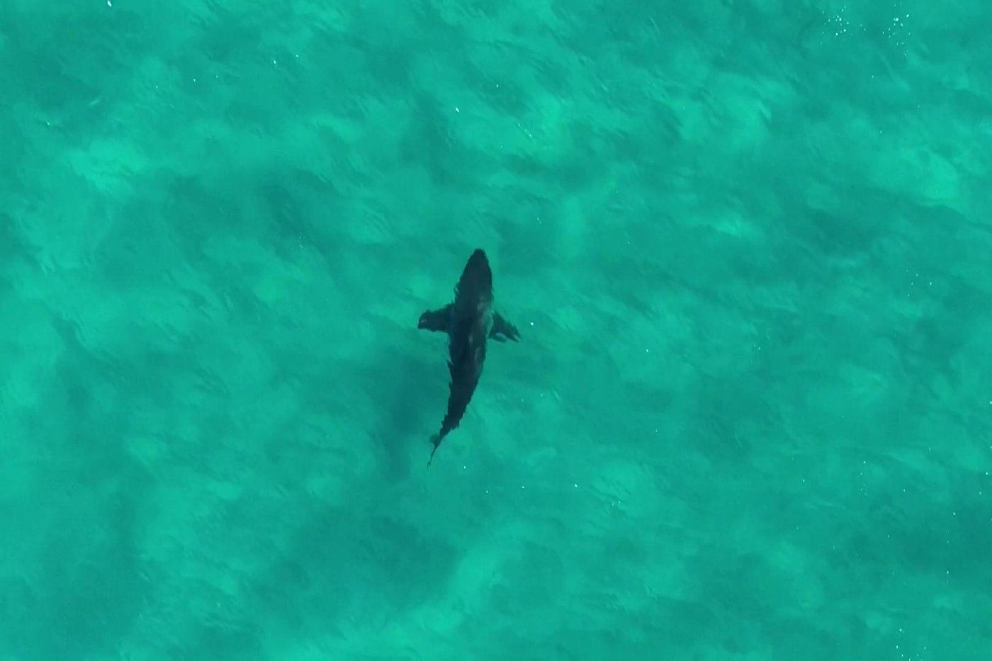 'Large shark' kills man off Sydney beach | ABS-CBN News