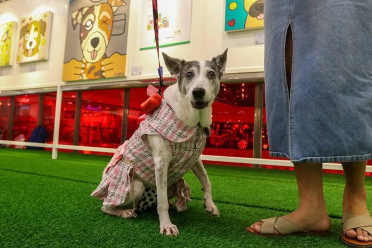 FWD launches insurance plan for pet lovers, partners with PAWS | ABS ...