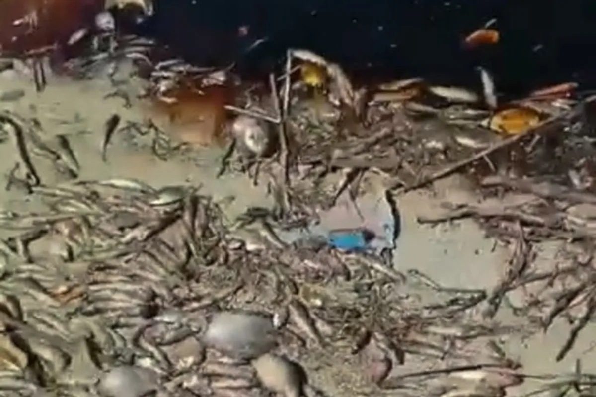 Chemical spill leaves fishkill in Negros Oriental; 4,500 families ...