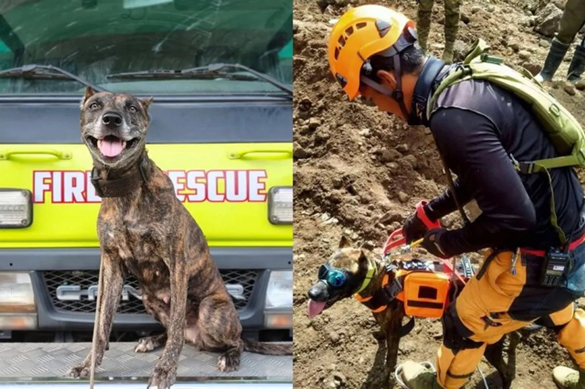 Meet Miyuki, the su-paw-hero search and rescue dog | ABS-CBN Lifestyle