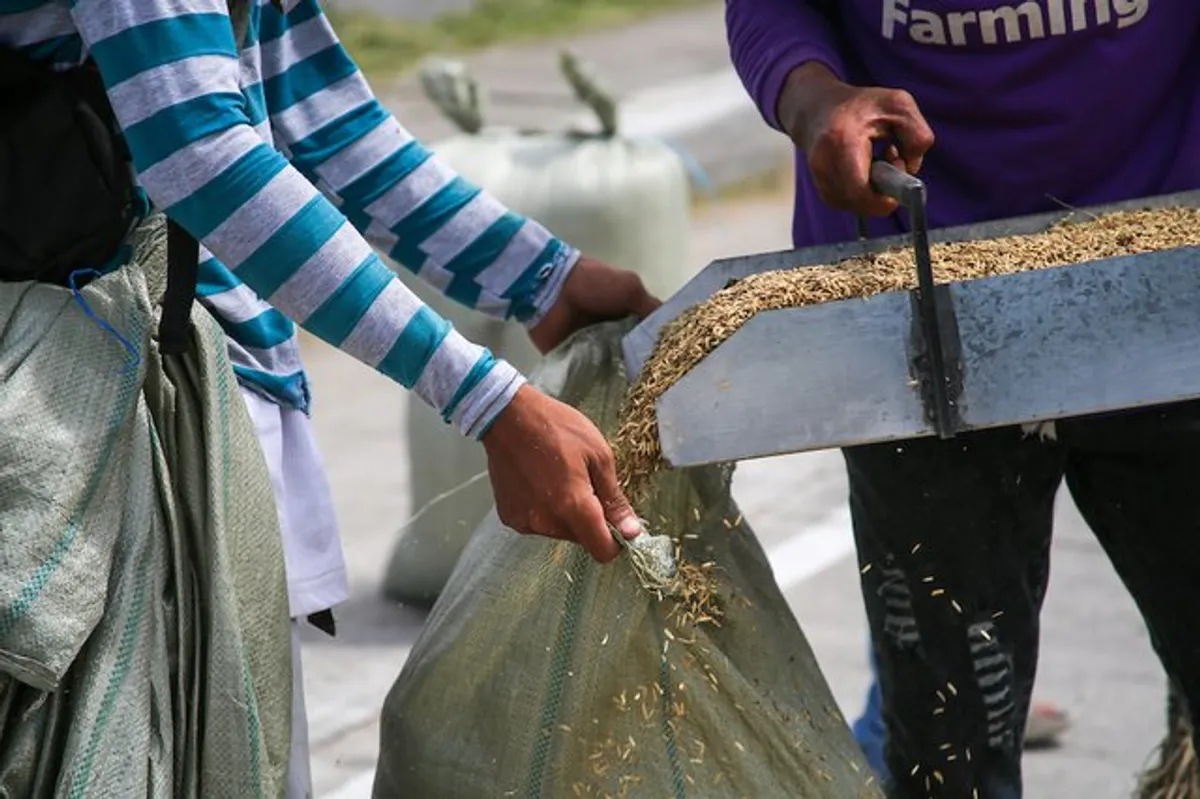 Floor price set for palay in bid to aid farmers | ABS-CBN News