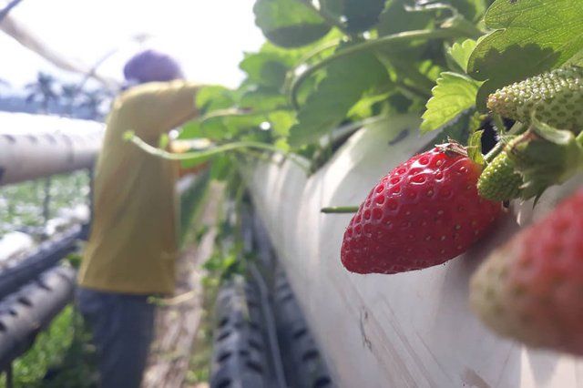 Metro Pacific Investments Corp to build strawberry farm | ABS-CBN News