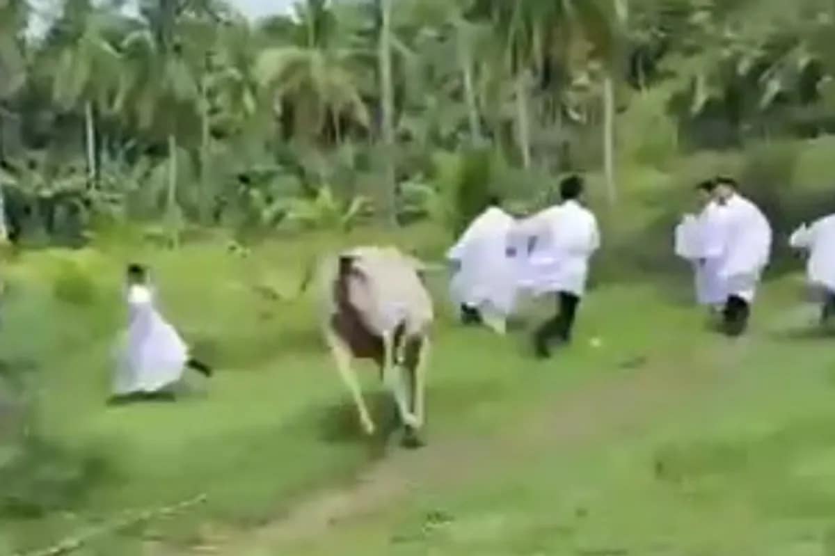 Mga sakristan sa Cebu, hinabol ng baka | ABS-CBN News