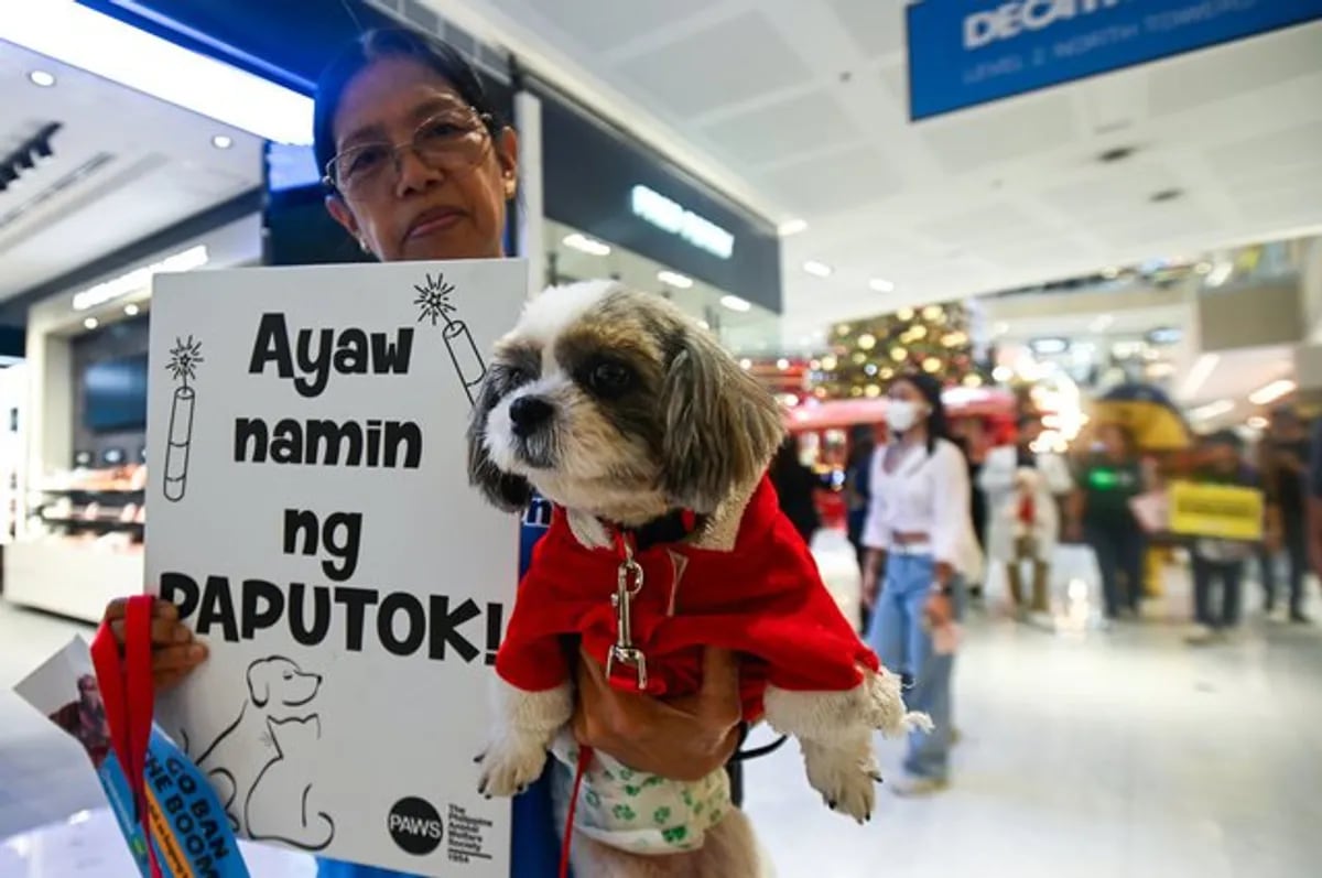 PAWS renews call to ban firecrackers in New Year revelry, says animals ...