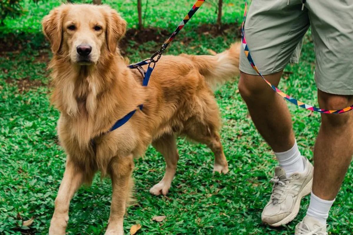 Pet resolutions that actually hold up after January | ABS-CBN Lifestyle