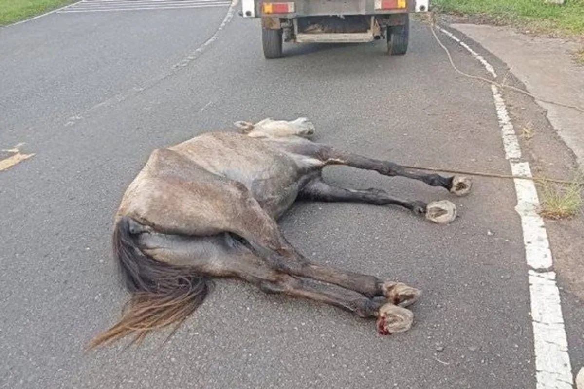PAWS stands firm on horse-dragging incident: 'Hindi ganyan ang proper ...
