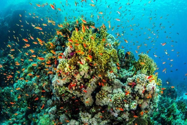 Guarding Tubbataha: Protecting a World Heritage reef | ABS-CBN News