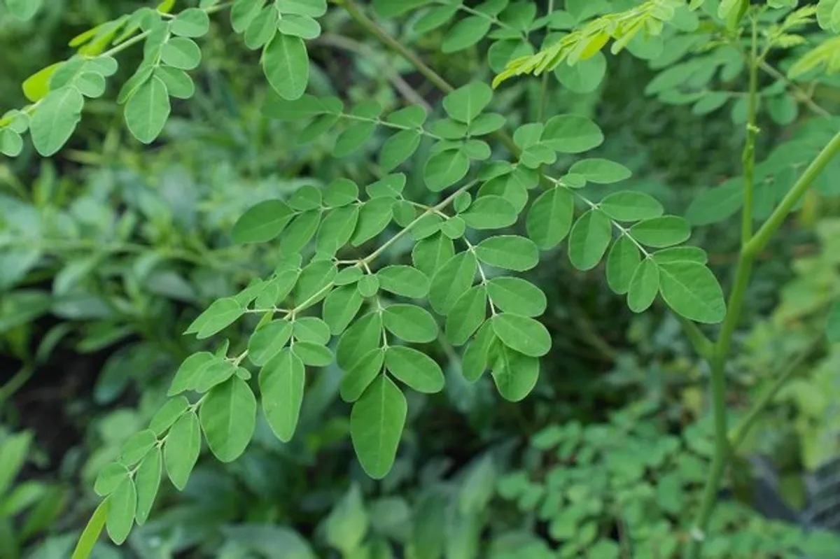 Natural 'miracle tree' may help filter microplastics from drinking ...