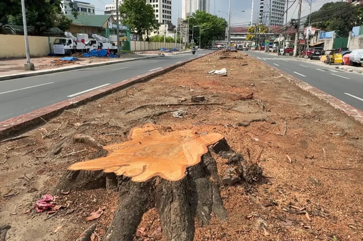 Quirino Avenue tree-cutting stopped — DENR | ABS-CBN News