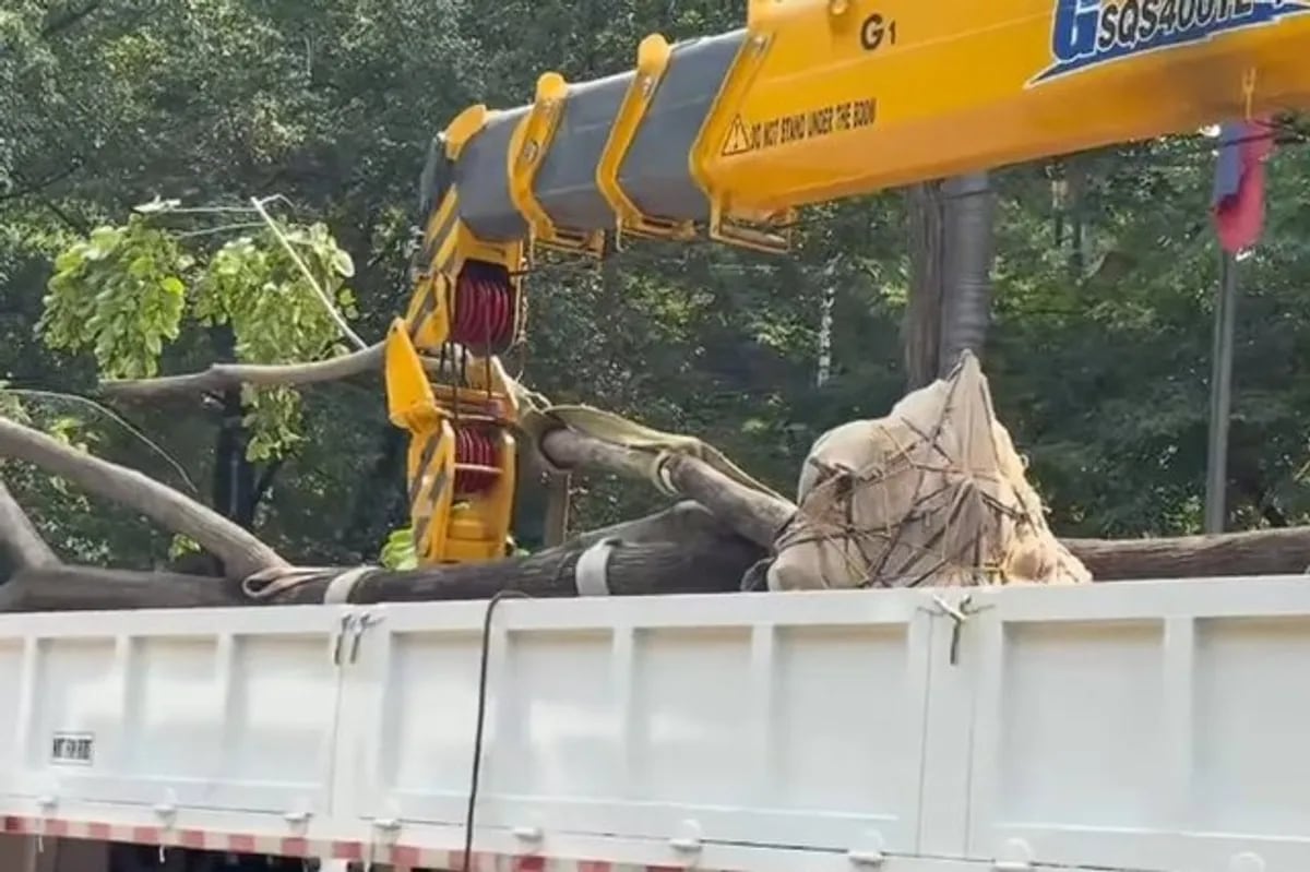 DENR relocates young narra trees from Quirino Avenue for SALEX project ...
